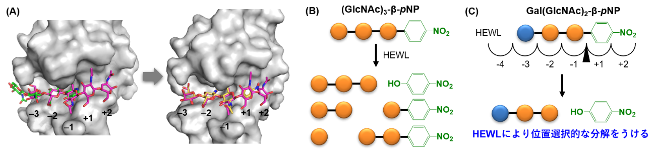 学術論文 – ページ 3 – 福島大学 農学群食農学類
