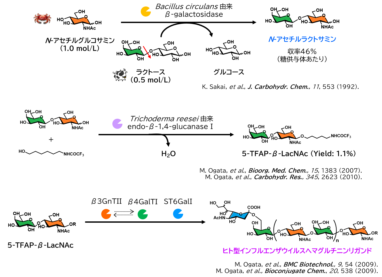 酵素プロセスによる機能性糖鎖の合成研究 – 福島大学 農学群食農学類